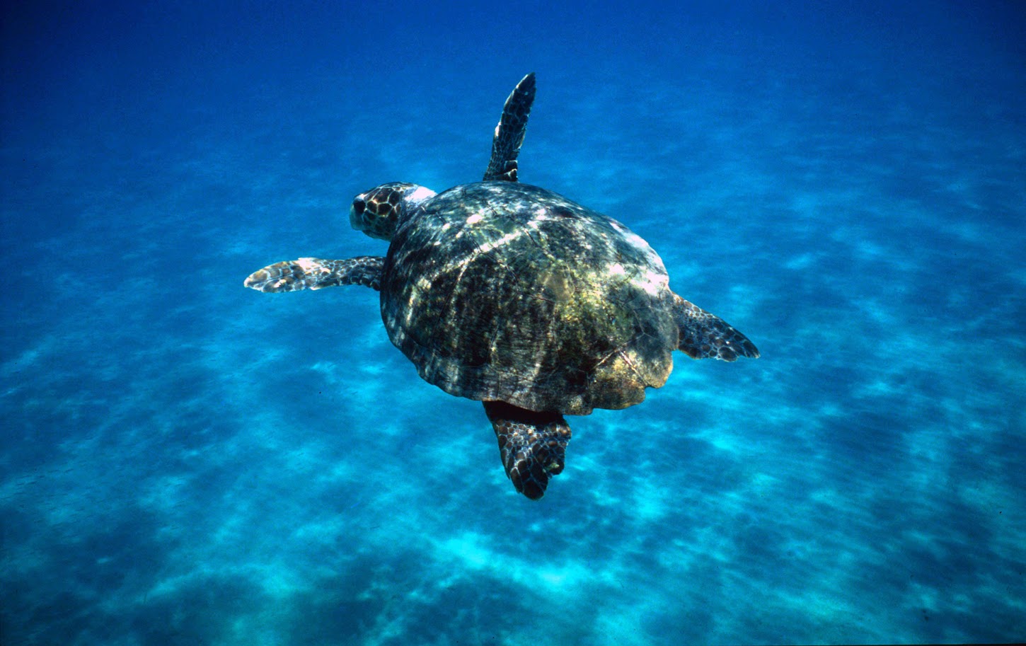 Pierre Cannet du WWF France : « le climat constitue la menace de trop ...