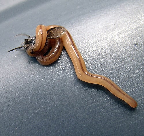 Un ver plat de 40 centimètres menace l'écosystème français ...