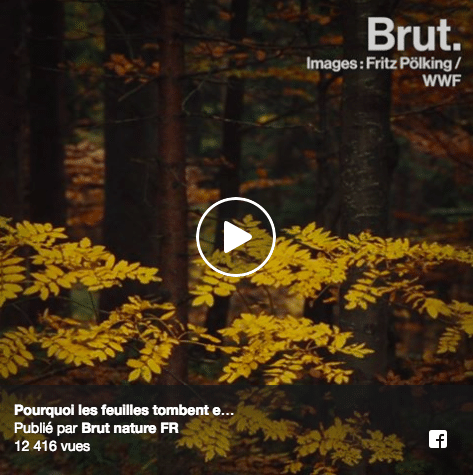 Pourquoi les feuilles tombent en automne ? - GoodPlanet mag'
