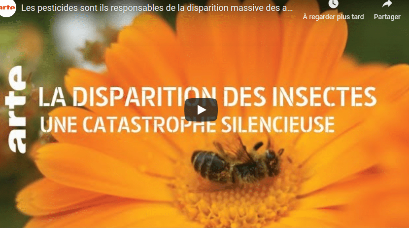 Le rôle des pesticides dans la disparition des abeilles - GoodPlanet mag'