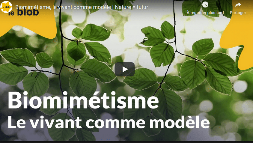Comprendre le biomimétisme en 5 minutes - GoodPlanet mag'