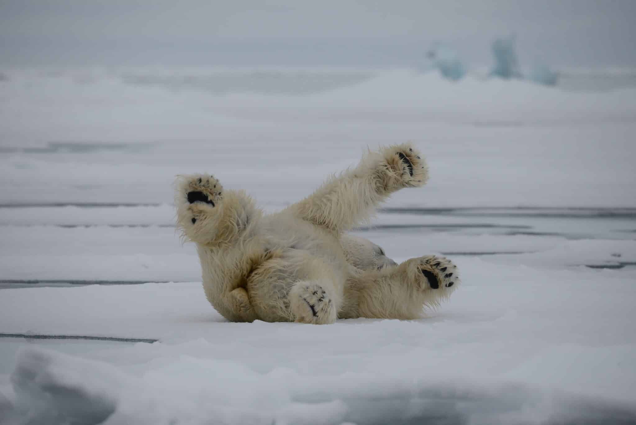 L'ours polaire une espèce menacée - GoodPlanet mag'
