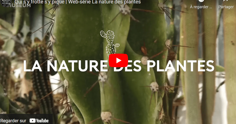 À quoi servent les épines des plantes ? - GoodPlanet mag'