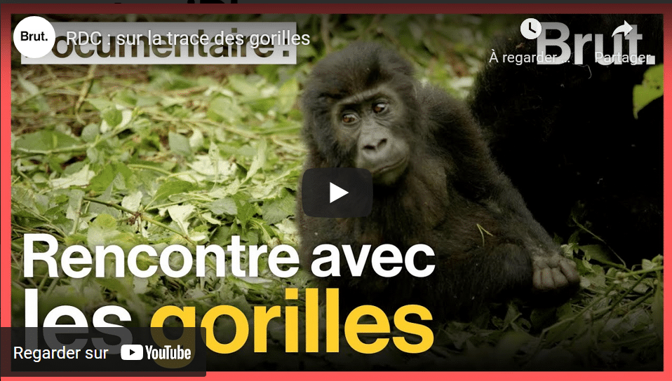 A la rencontre des Gorilles en République démocratique du Congo - GoodPlanet mag'