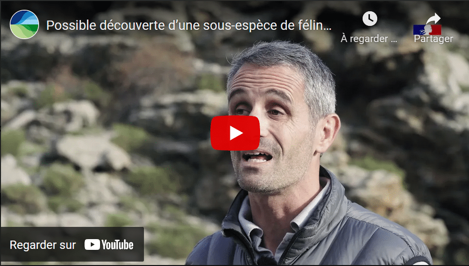 Le « chat-renard », une nouvelle espèce étudiée en Corse - GoodPlanet mag'