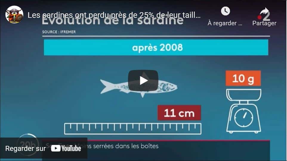 La taille des sardines de Méditerranée diminue - GoodPlanet mag'