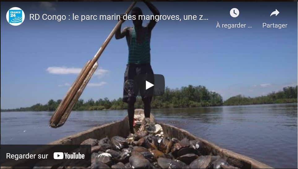 Préserver les mangroves du Congo - GoodPlanet mag'