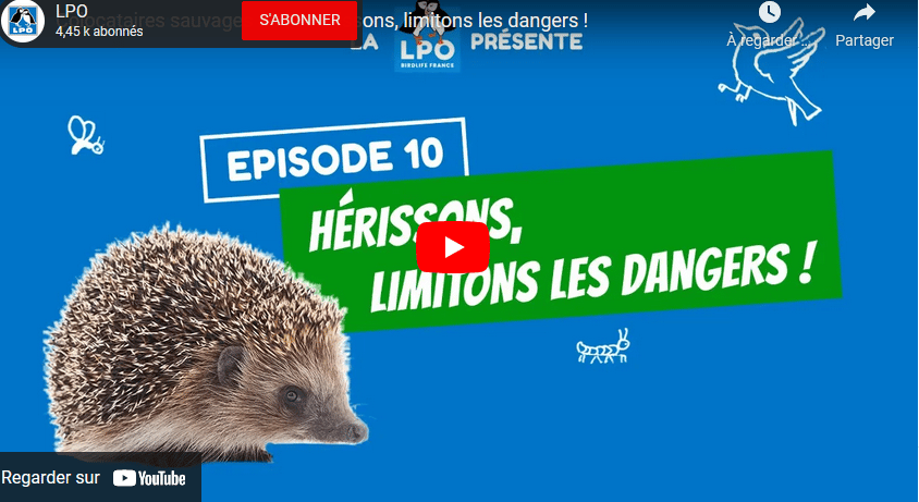 Se mettre à hauteur d’hérisson pour comprendre et prévenir les dangers ...