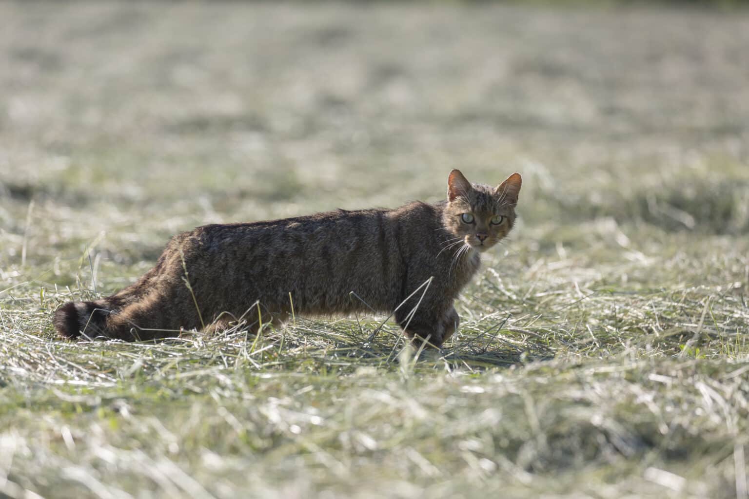 Le retour du chat forestier en Île-de-France, une bonne nouvelle pour ...