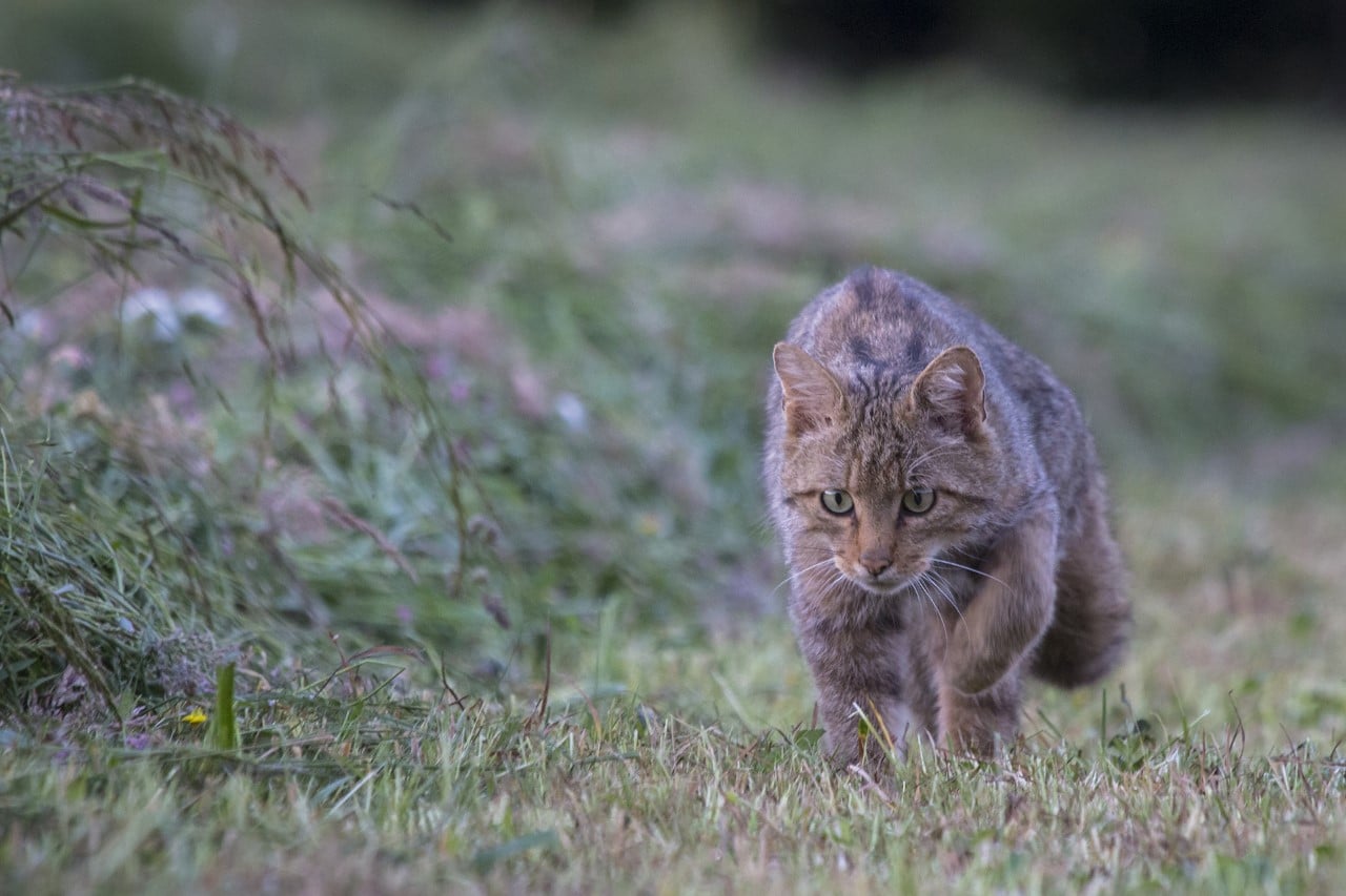 Le retour du chat forestier en Île-de-France, une bonne nouvelle pour ...