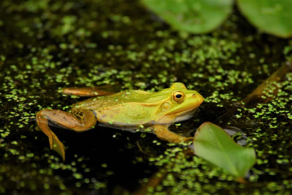 À la rencontre des amphibiens d’Île-de-France avec le naturaliste ...