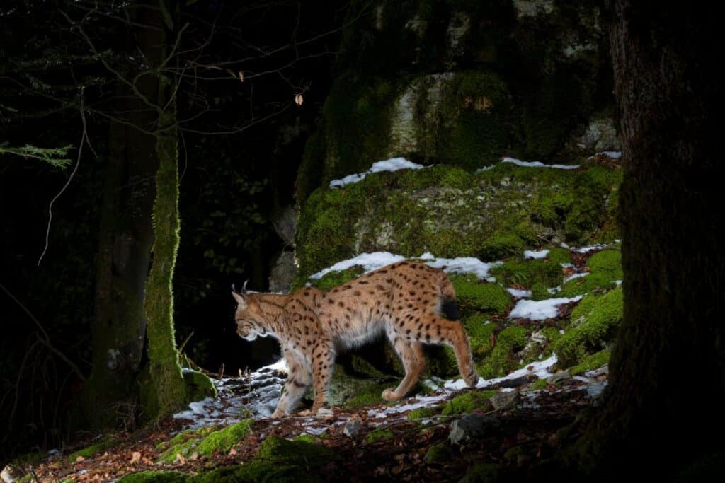 Incertitudes sur l’avenir du lynx boréal en France - GoodPlanet mag'
